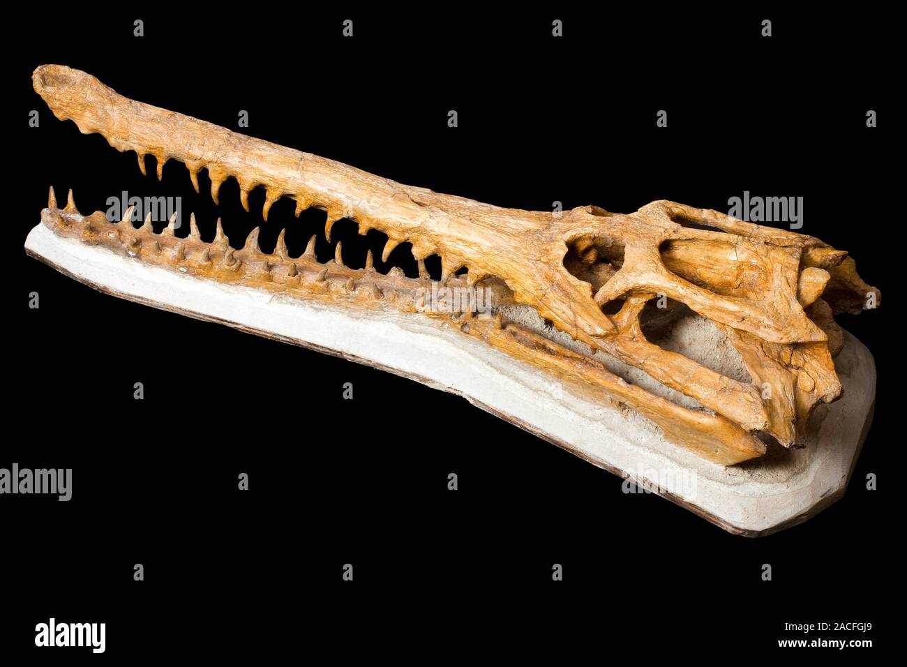 Crocodile skull fossil. Skull of the prehistoric crocodile species ...