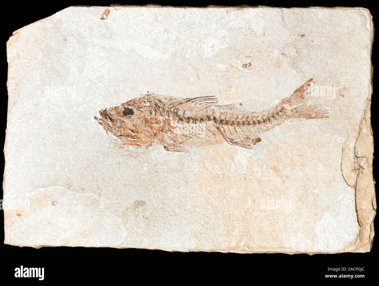 Fish fossil. Rock containing a fossil of a Dapalis macrurus fish ...