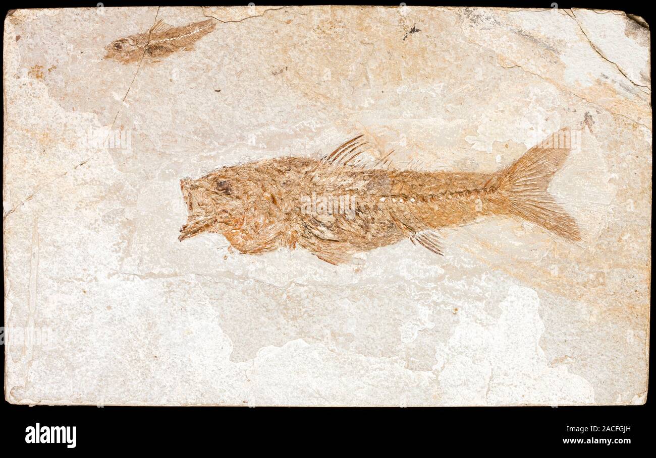 Fish fossil. Rock containing a fossil of a Dapalis macrurus fish ...