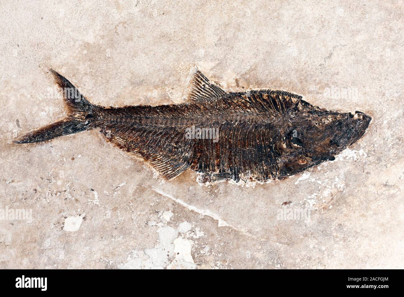 Fish fossil. Rock containing a fossil of a Diplomystus dentatus fish ...
