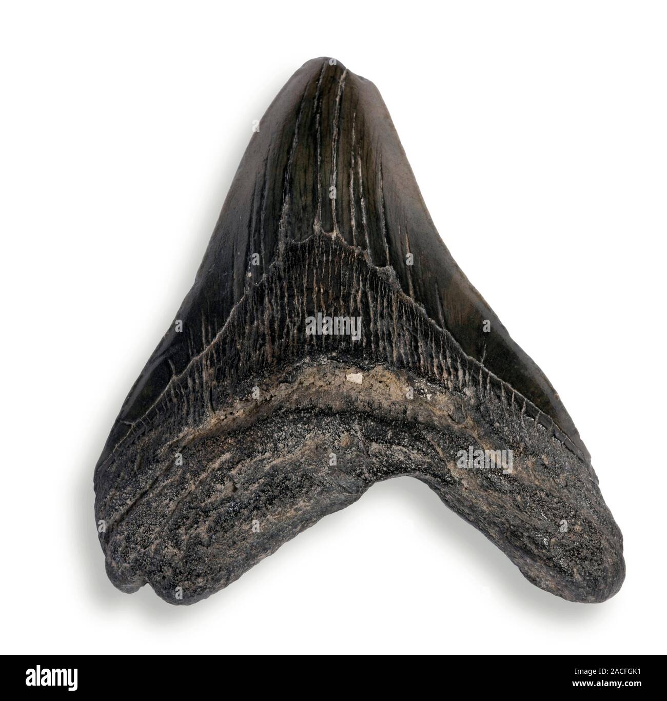 Shark tooth fossil. This tooth belonged to a Carcharodon sp. shark and ...