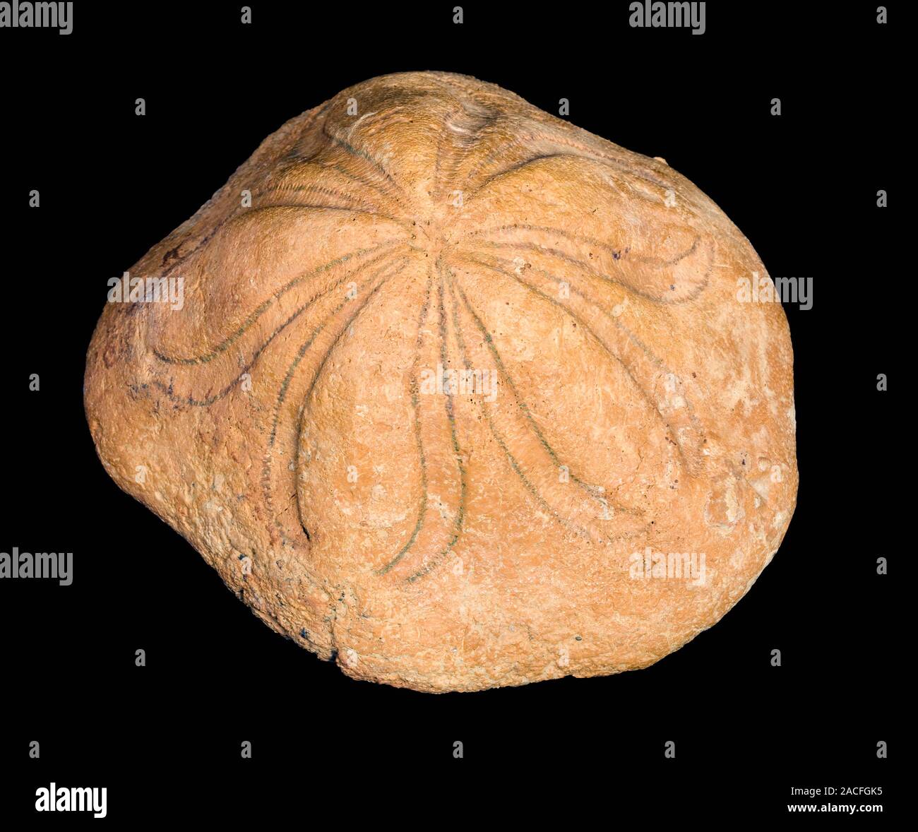 Sea urchin (Clypeaster sp.) fossil. This fossil dates from the Pliocene ...