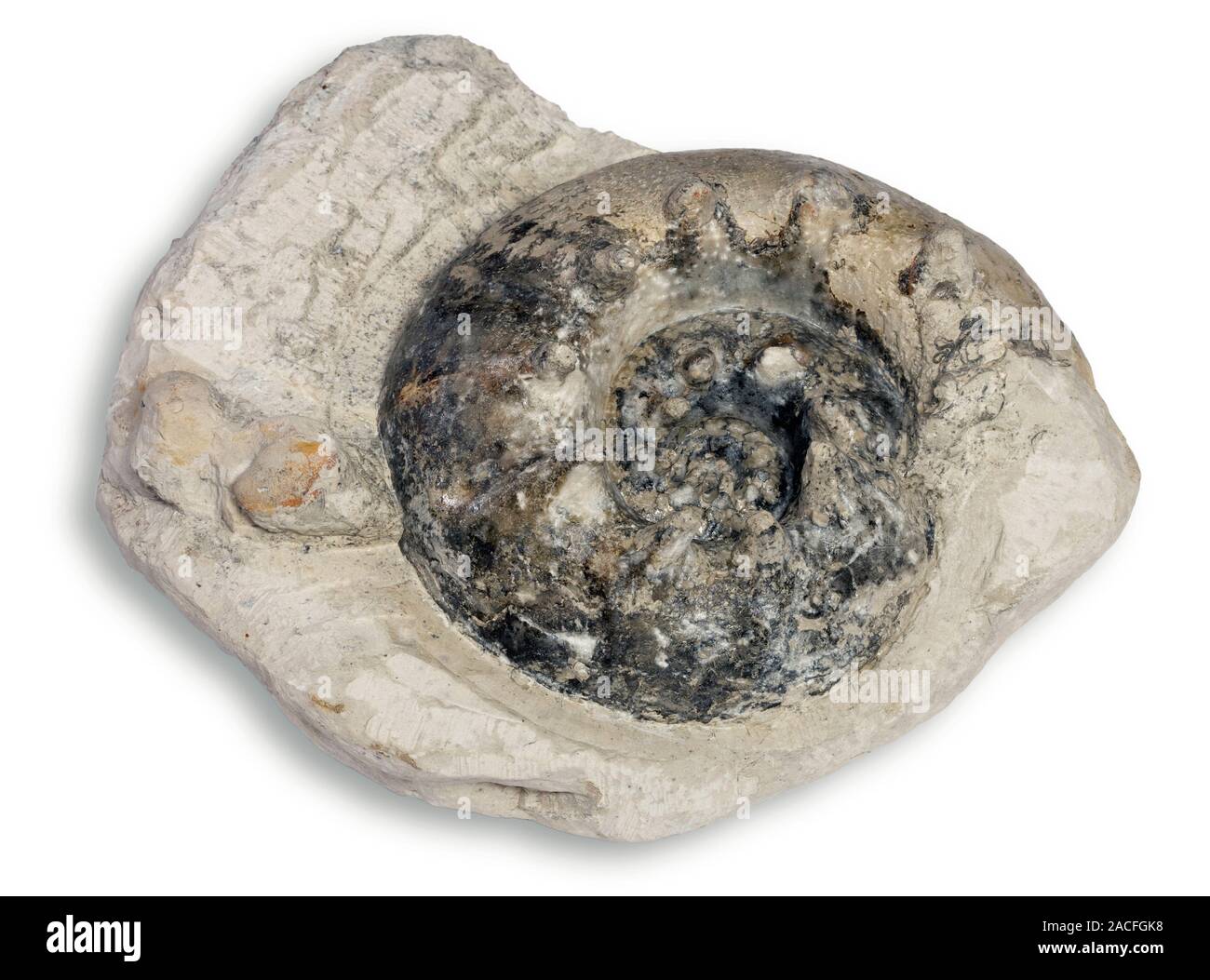 Ammonite (Mammites sp.) fossil. Ammonites were marine invertebrates ...