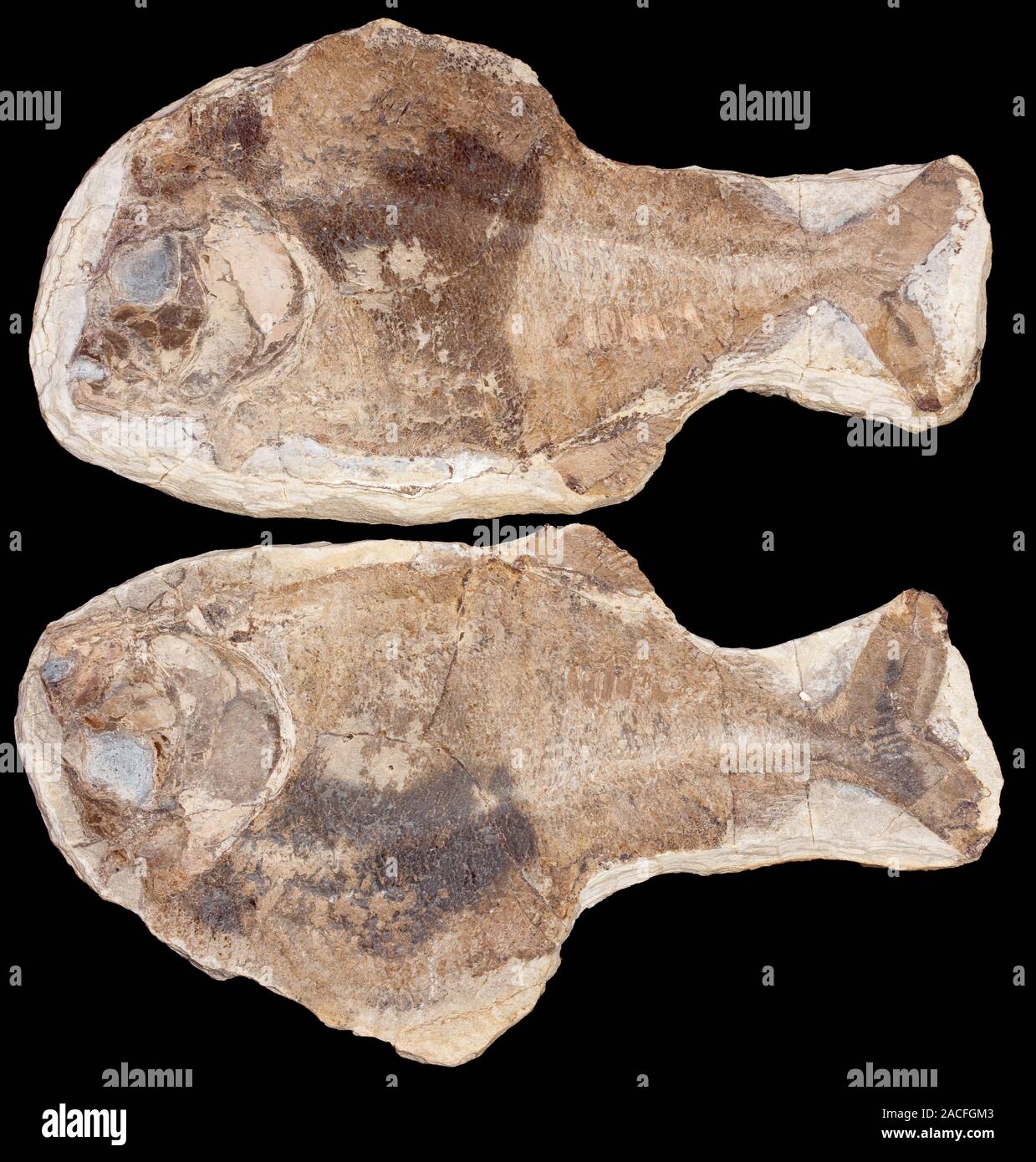 Fish fossils. Rocks containing fossils of Araripilitys castelloi fish ...