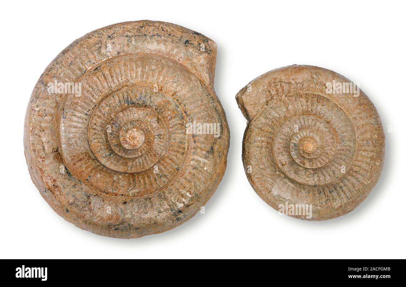 Ammonite (Skirrocera sp.) fossils. Ammonites were marine invertebrates ...