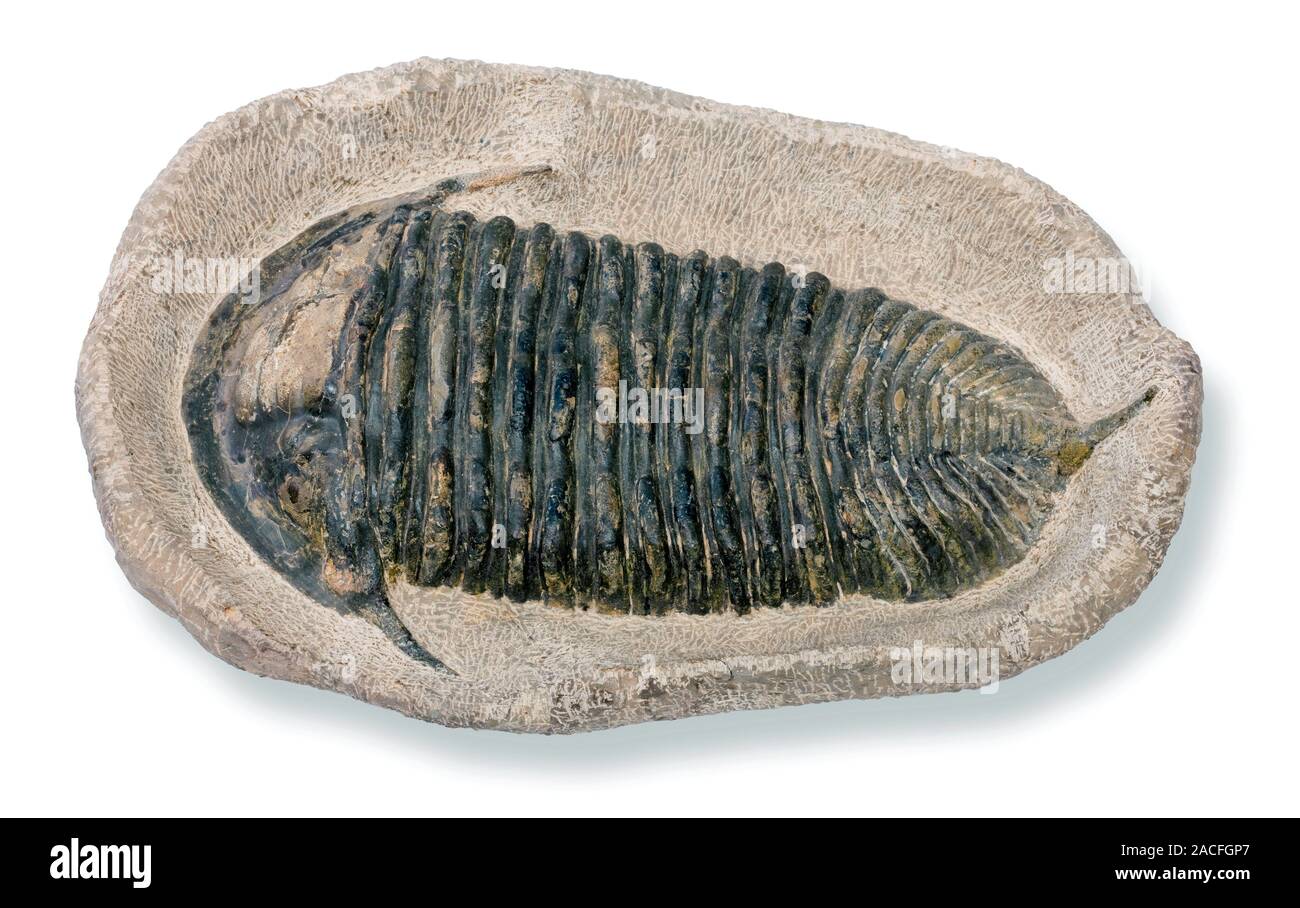Trilobite fossil. This bottom dwelling marine arthropod inhabited seas ...
