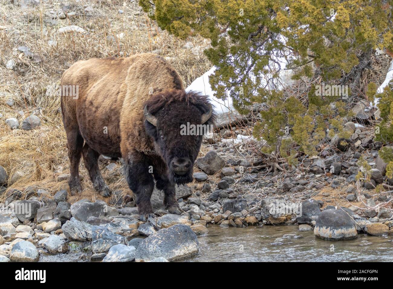Black bull creek hi-res stock photography and images - Alamy