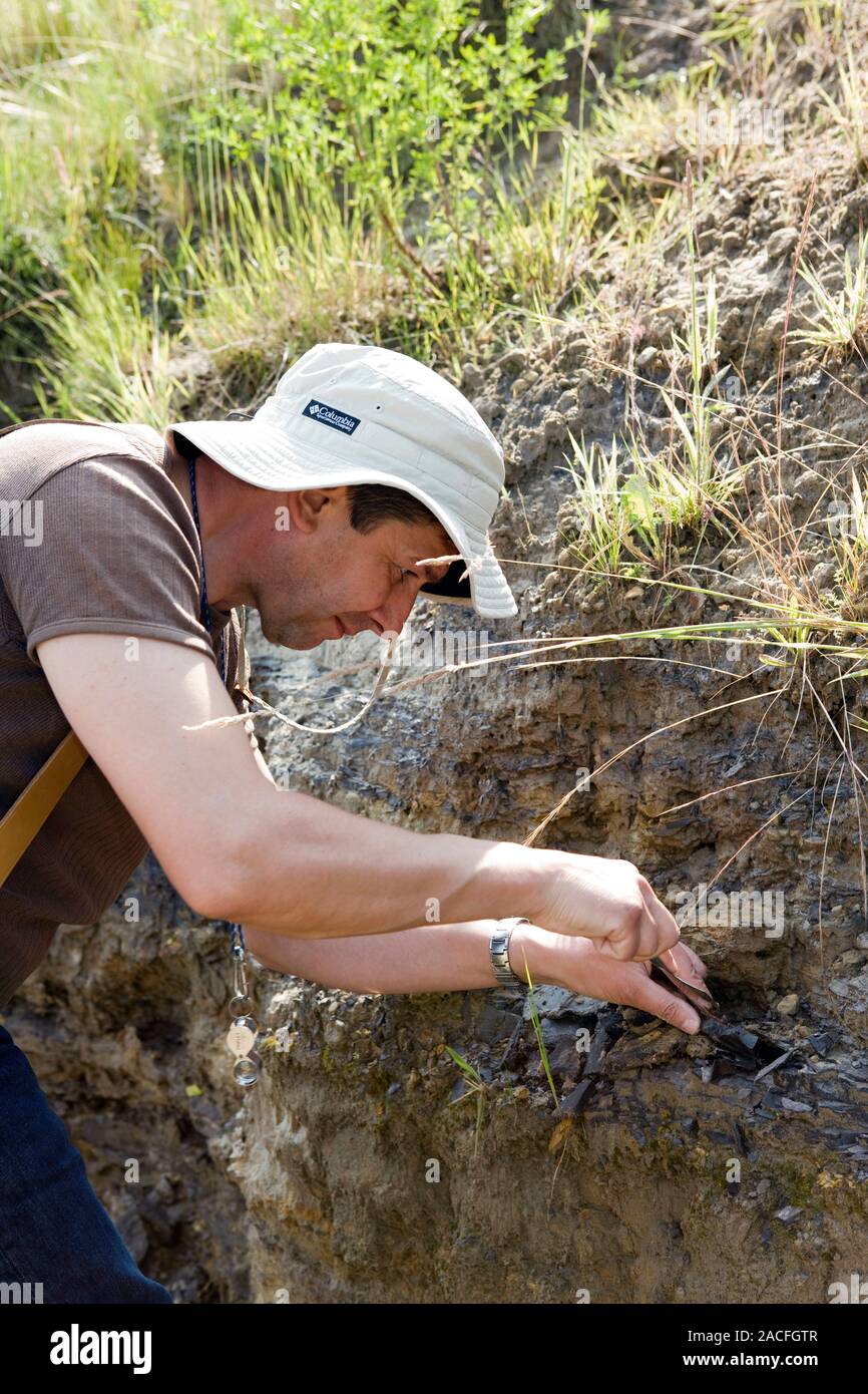 Fossil hunting. Palaeontologist digging for fossils in the strata ...
