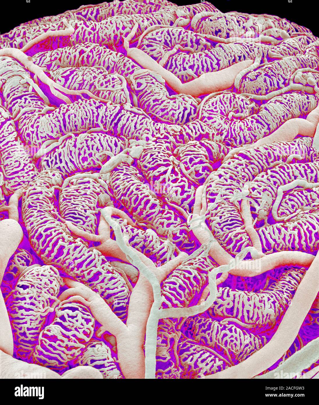 Blood vessels. Coloured scanning electron micrograph (SEM) of a resin ...