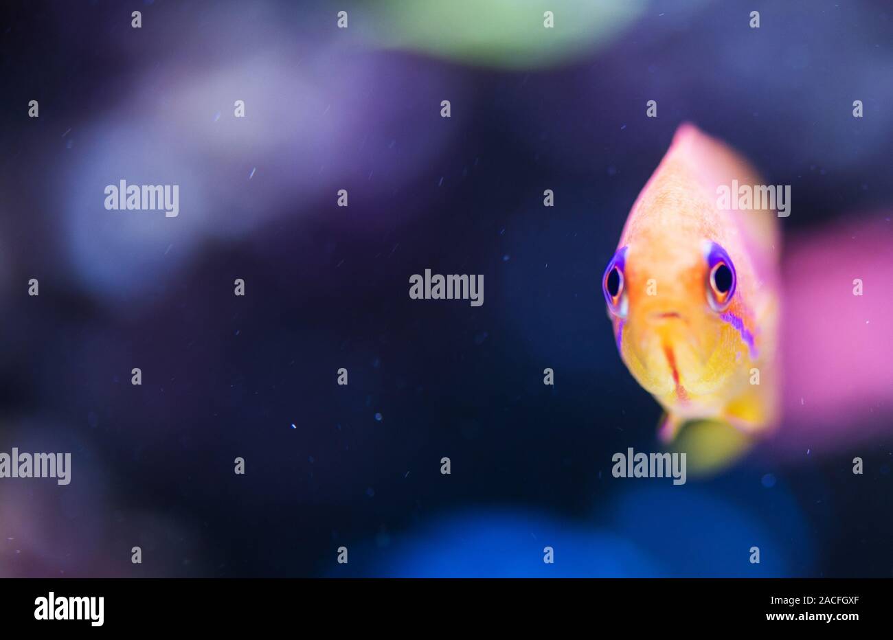 Topical Fish Ocean Background. Left Side Copy Space. Small Colorful ...