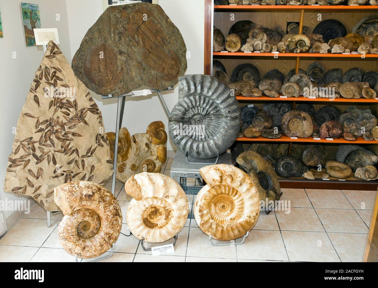 Fossil museum. Selection of fossils on display in a small fossil museum ...