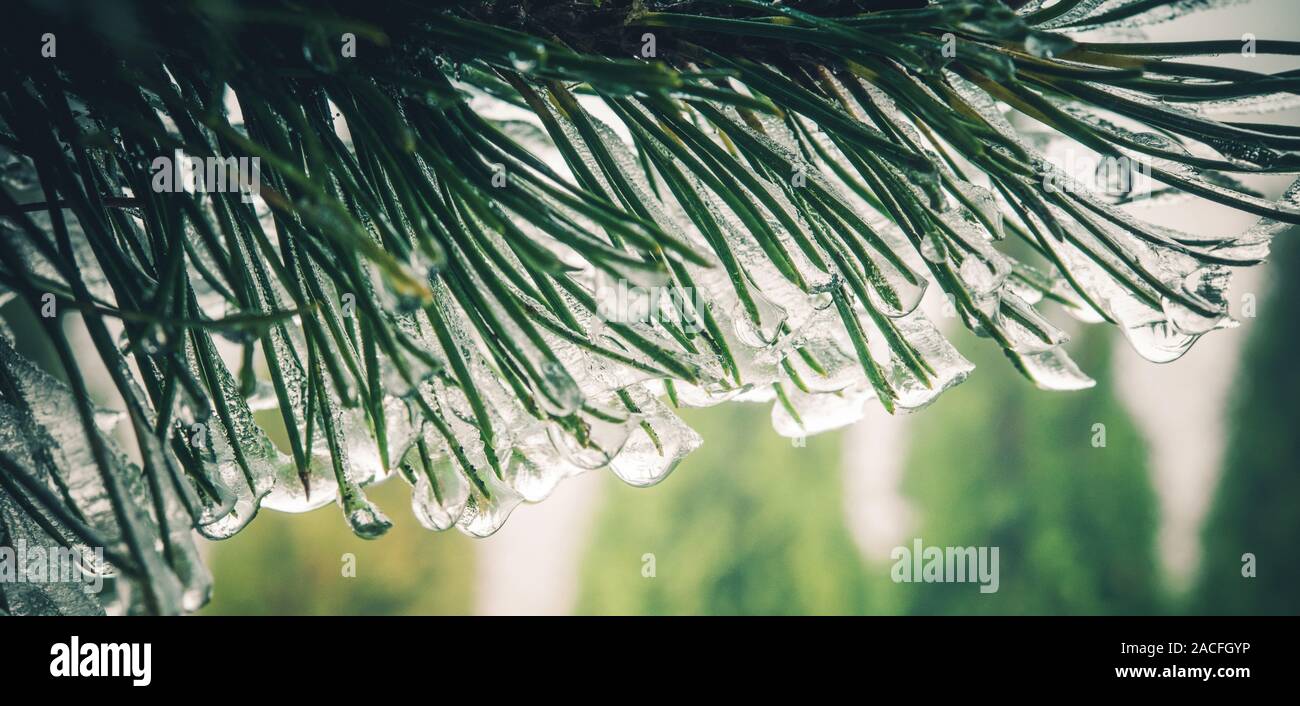 Winter Season Woodland Thaw Pine Tree Branch Closeup. Melting Ice and ...
