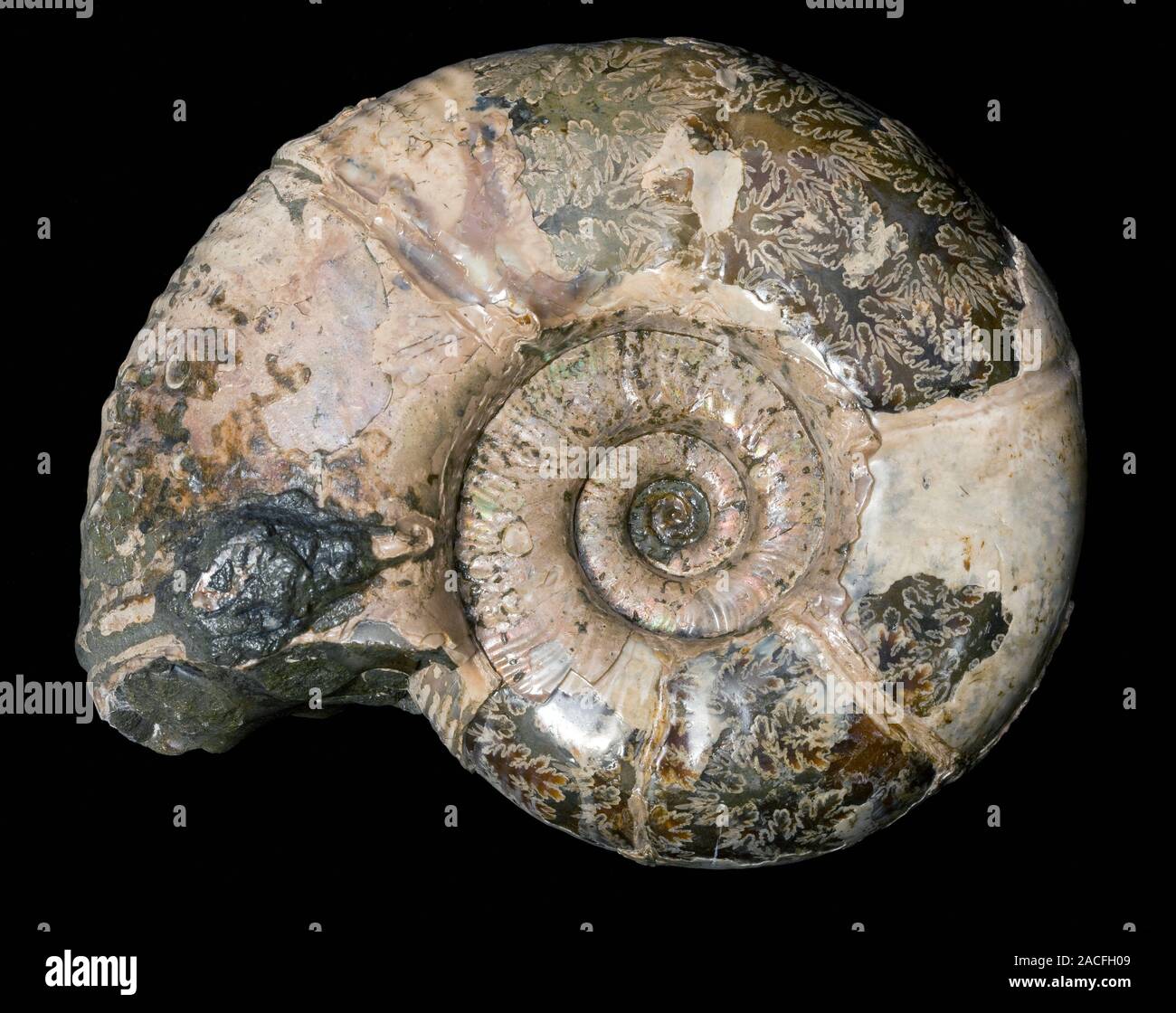 Ammonite (Puzosia sp.) fossil. Ammonites were marine invertebrates ...