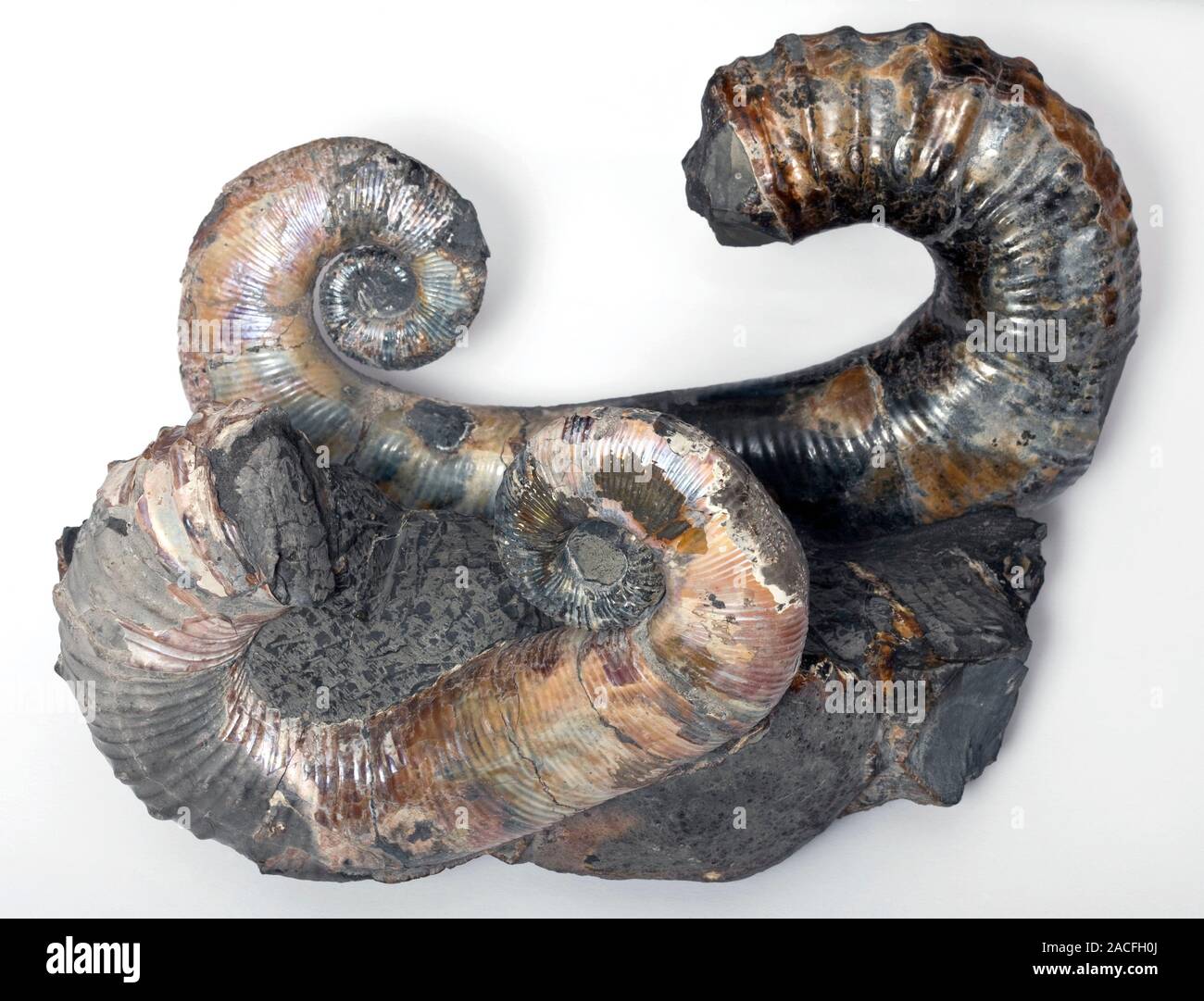 Ammonite (Ancyloceras matheronianum) fossils. Ammonites were marine ...
