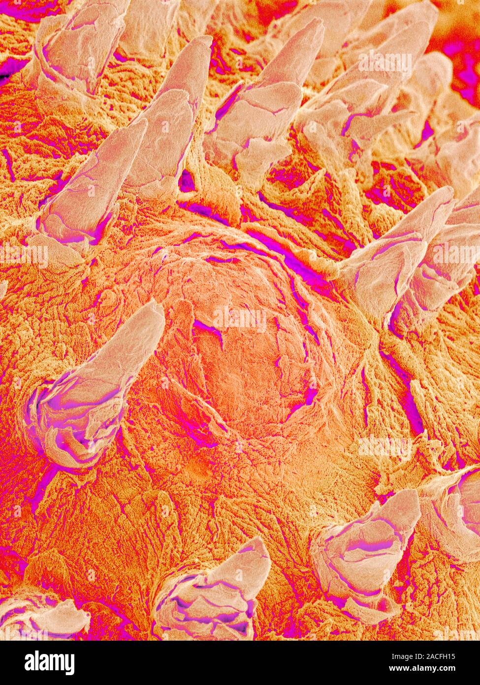 Tongue surface, coloured scanning electron micrograph (SEM). Covering ...