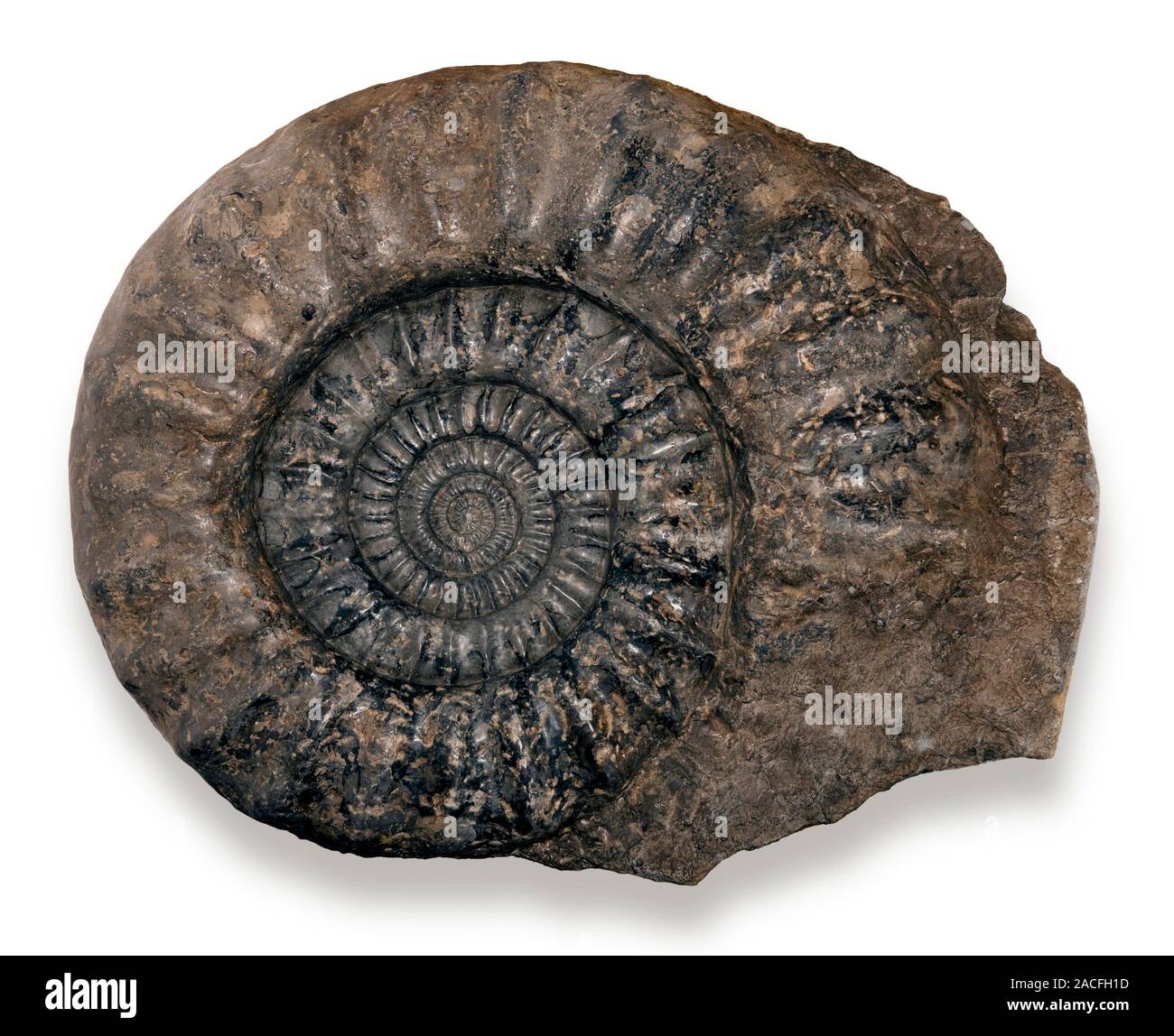 Ammonite. Fossil of a Arietite sp. ammonite. Ammonites were marine ...