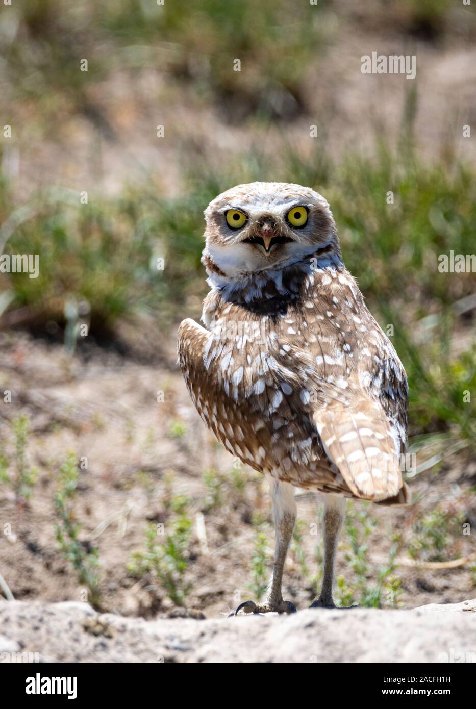 A burrowing owl looks around for danger near a burrow on the Idaho ...