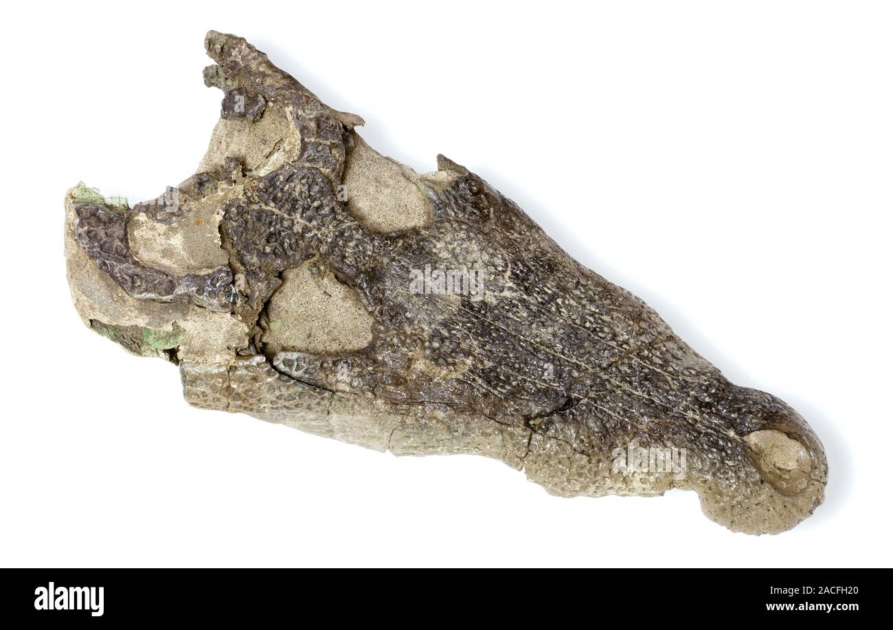 Caiman jaw fossil. Jaw of a prehistoric caiman Procaimanodes sp. This ...