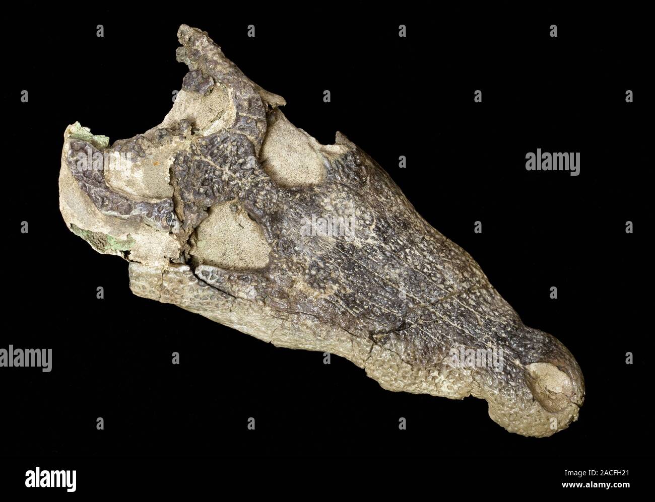 Caiman jaw fossil. Jaw of a prehistoric caiman Procaimanodes sp.. This ...