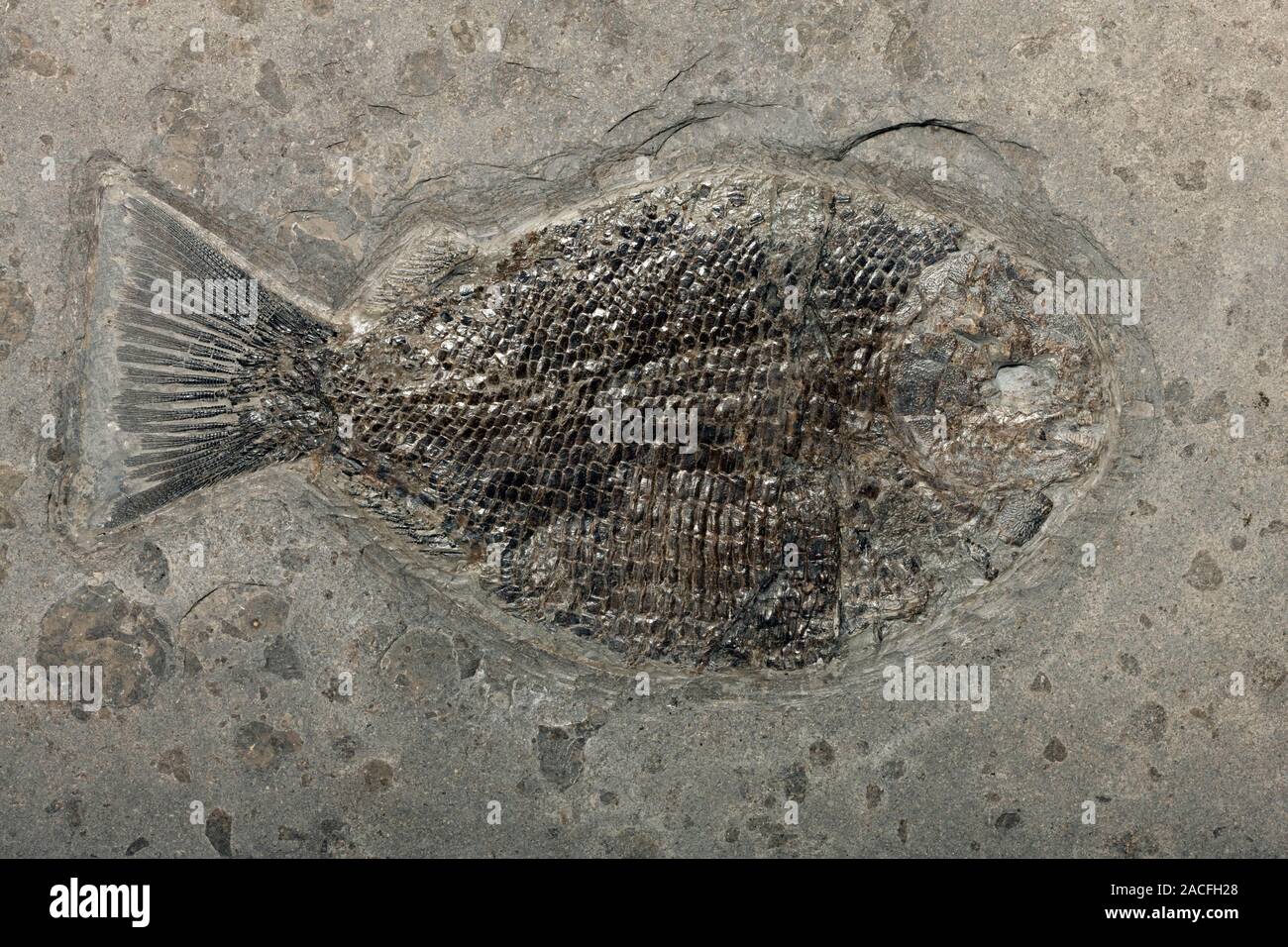 Fish fossil. Rock containing a fossil of a Dapedium punctatum fish ...