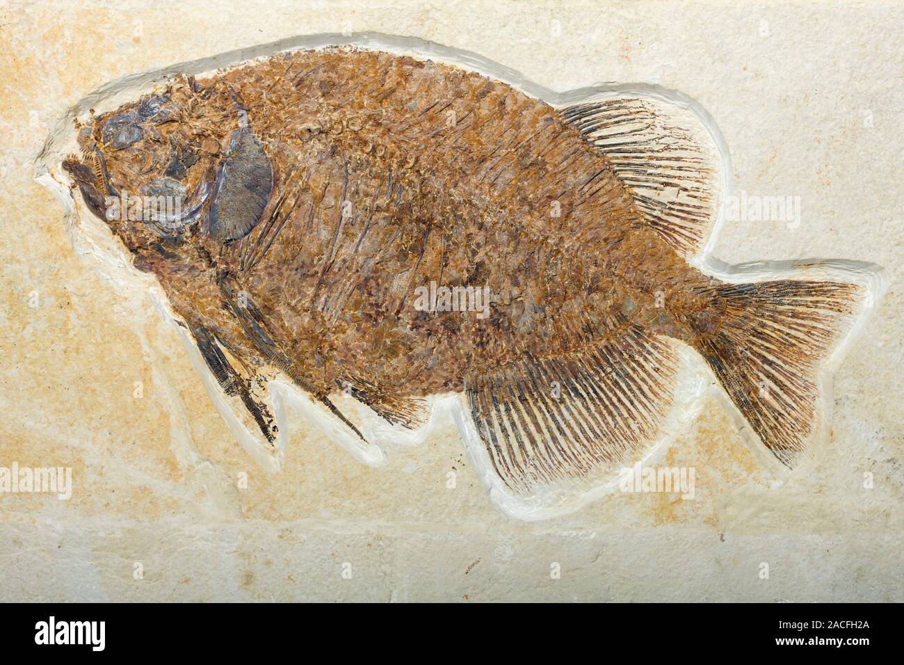 Fish fossil. Rock containing a fossil of a Phareodus sp. fish (centre ...