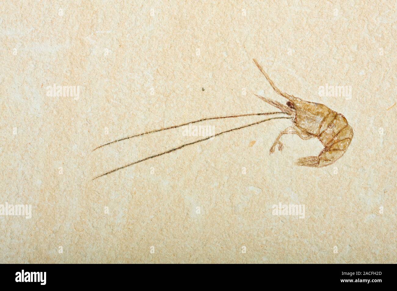 Shellfish fossils. Rock containing a fossil of a Capopenaeus ...