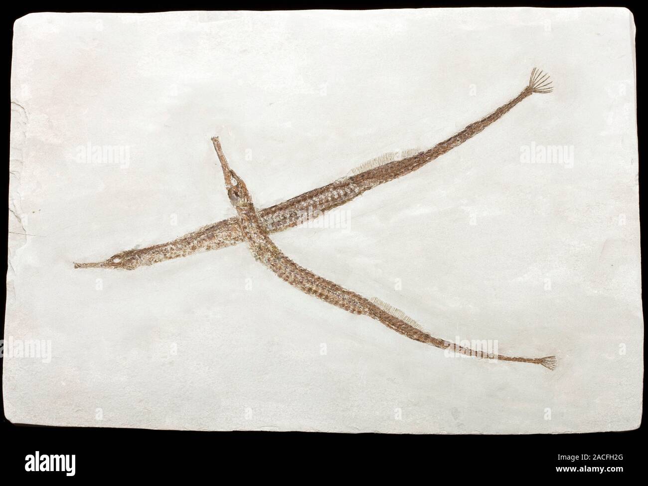 Pipefish fossils. Rock containing fossils of two Sygnatus incrociata ...