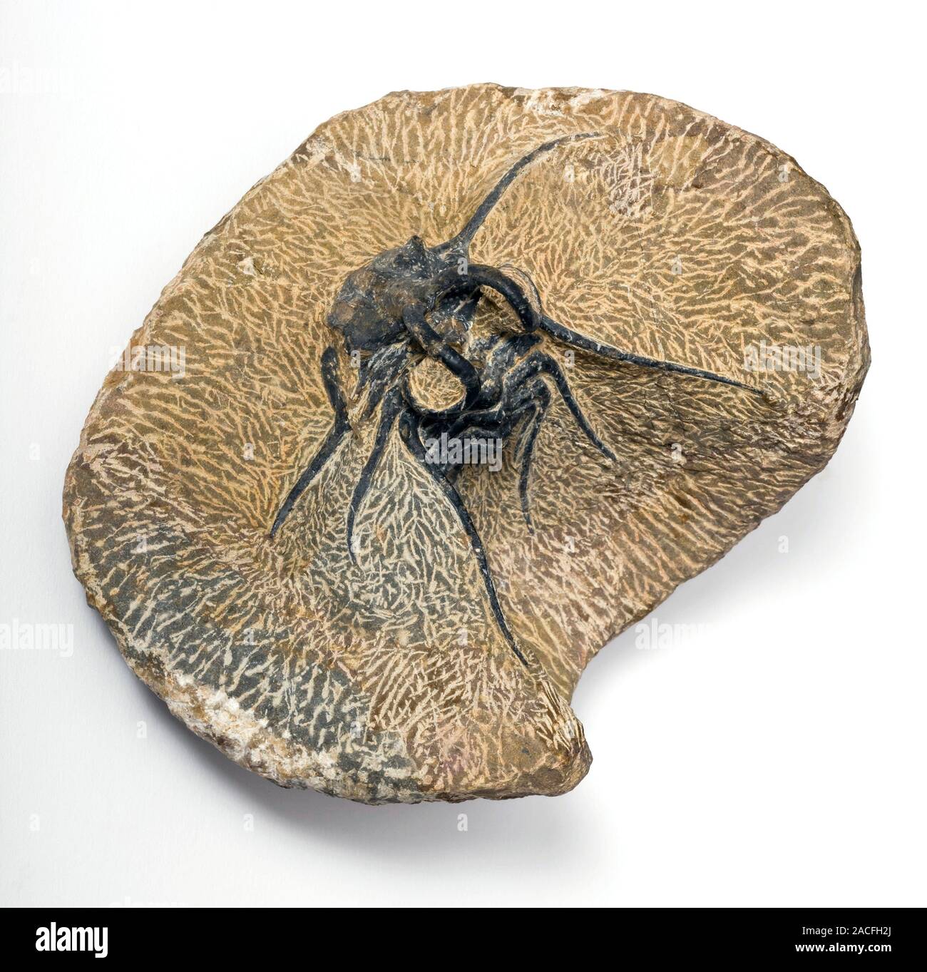 Trilobite fossil. Fossil of a Kayserops sp. trilobite. This bottom ...