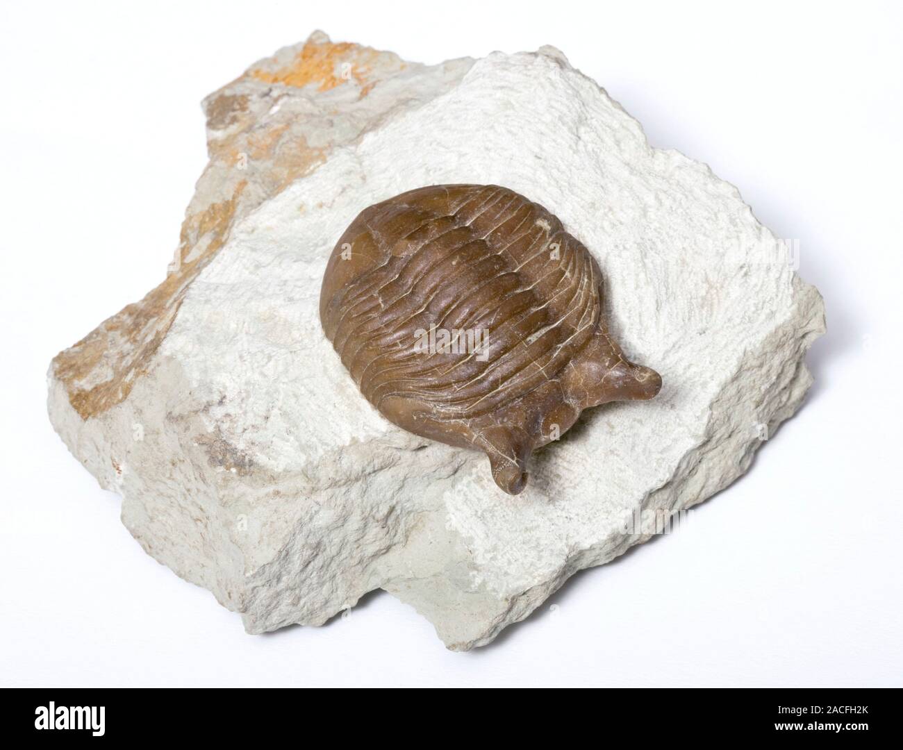 Trilobite fossil. Fossil of a Neoasaphus punctatus trilobite. This ...