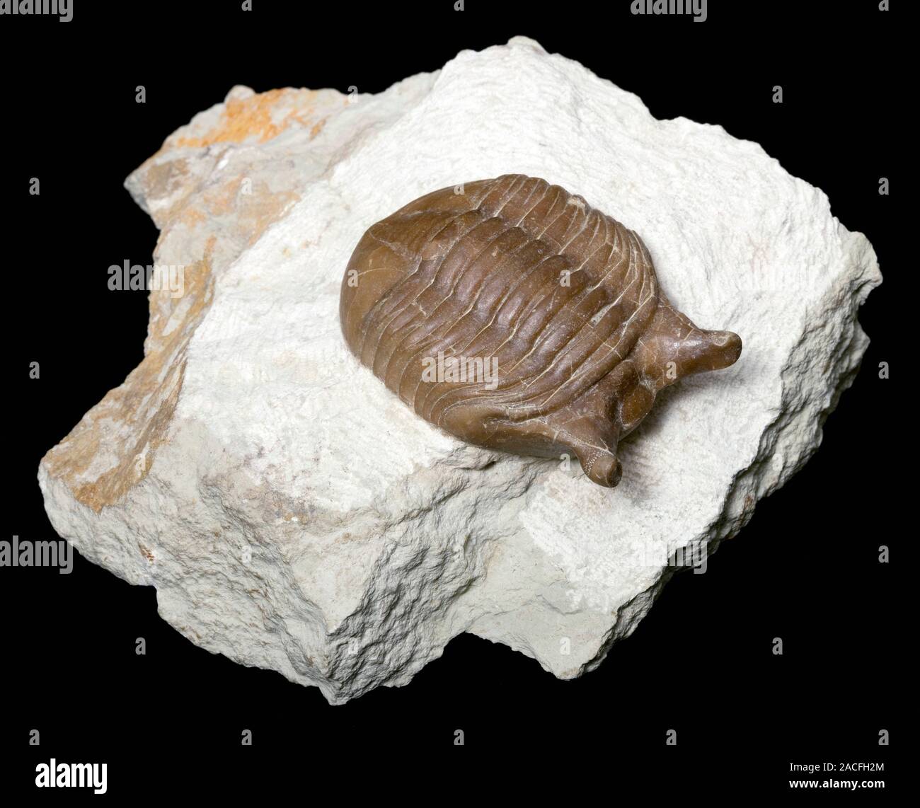 Trilobite fossil. Fossil of a Neoasaphus punctatus trilobite. This ...