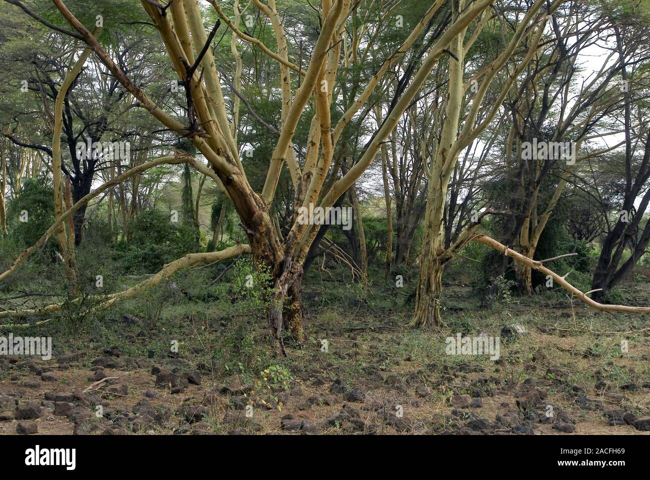 Fever trees (Acacia xanthophloea). Photographed at Mzima Springs in ...
