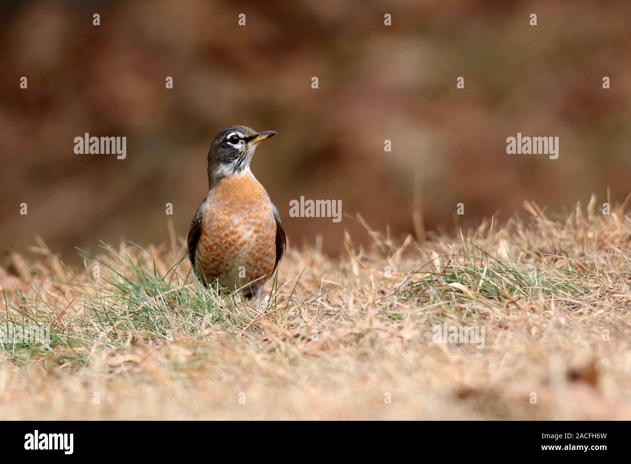 An American robin Turdus migratorius foraging for food in Fall grass ...