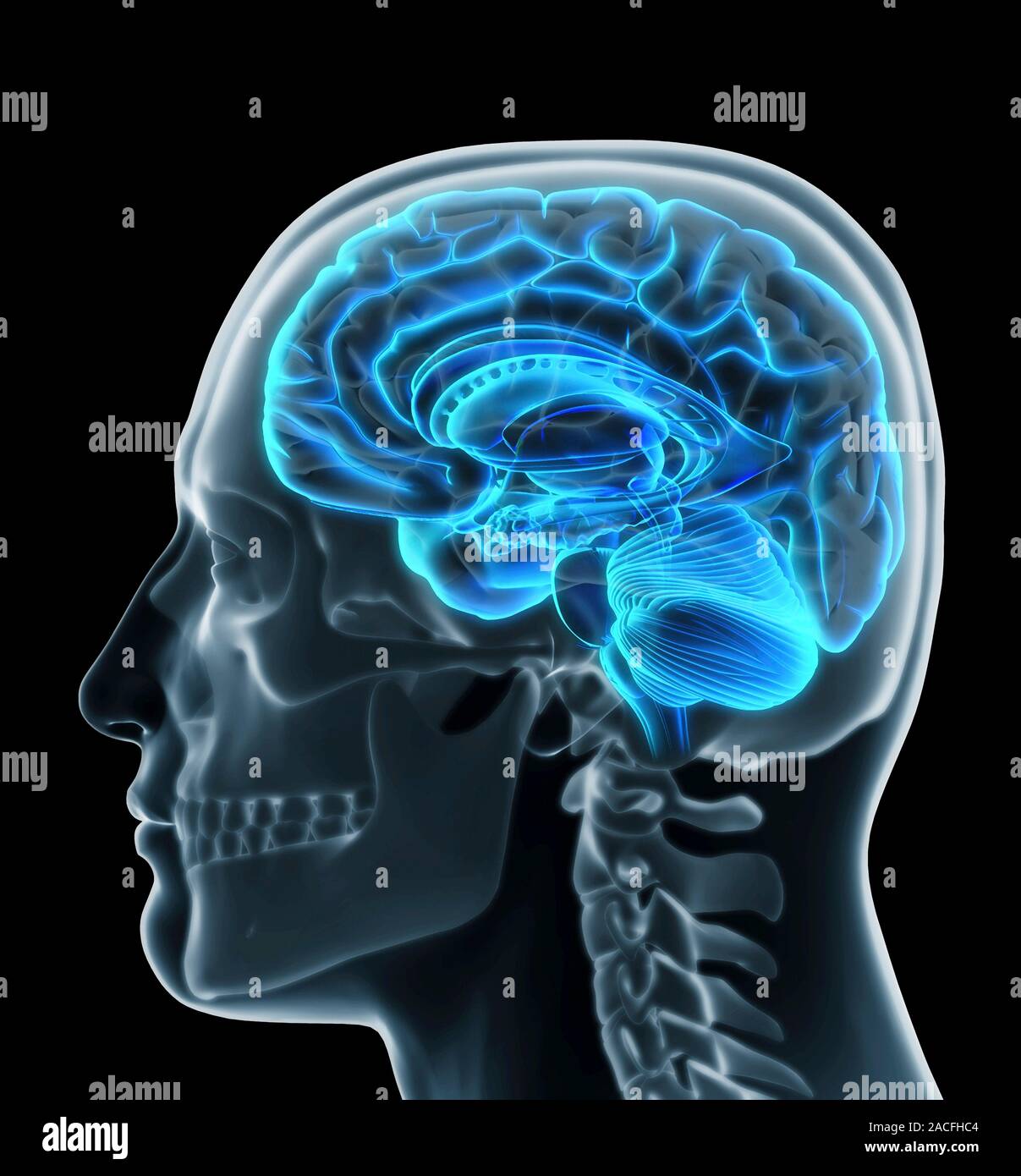 Internal brain anatomy. Artwork of a human head and brain from the side ...