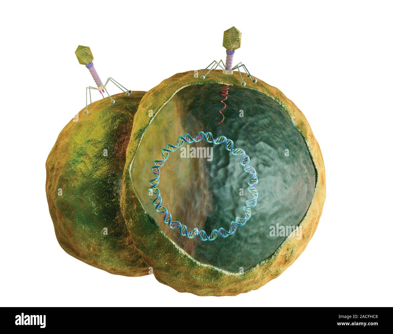 Bacteriophages infecting a bacterium, cutaway artwork. Image 1 of 3 ...