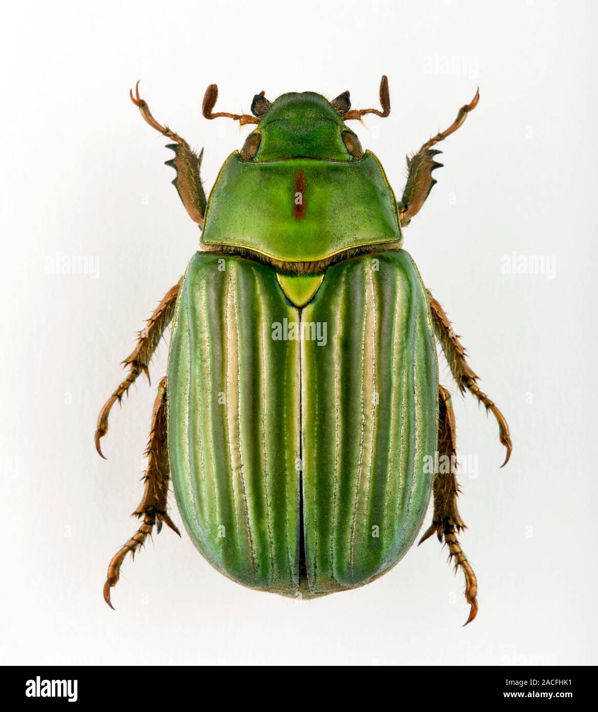 Jewel scarab beetle (Chrysina adelaida). The mounted specimen shown ...