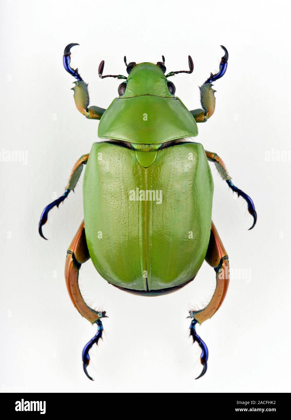 Male jewel scarab beetle (Chrysina macropus). This beetle is native to ...