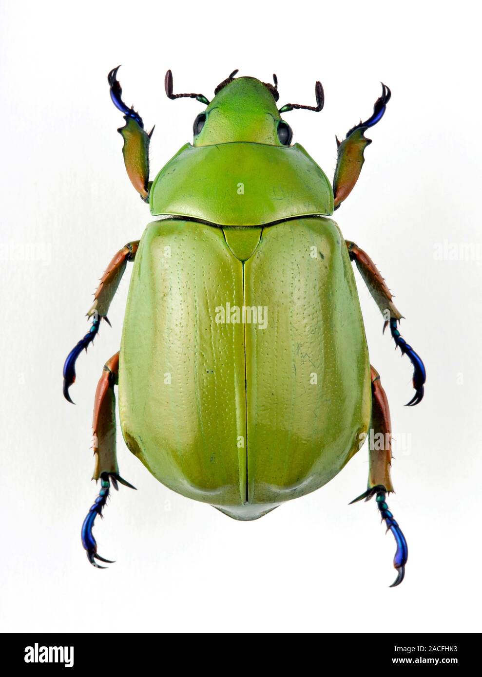 Female jewel scarab beetle (Chrysina macropus). This beetle is native ...