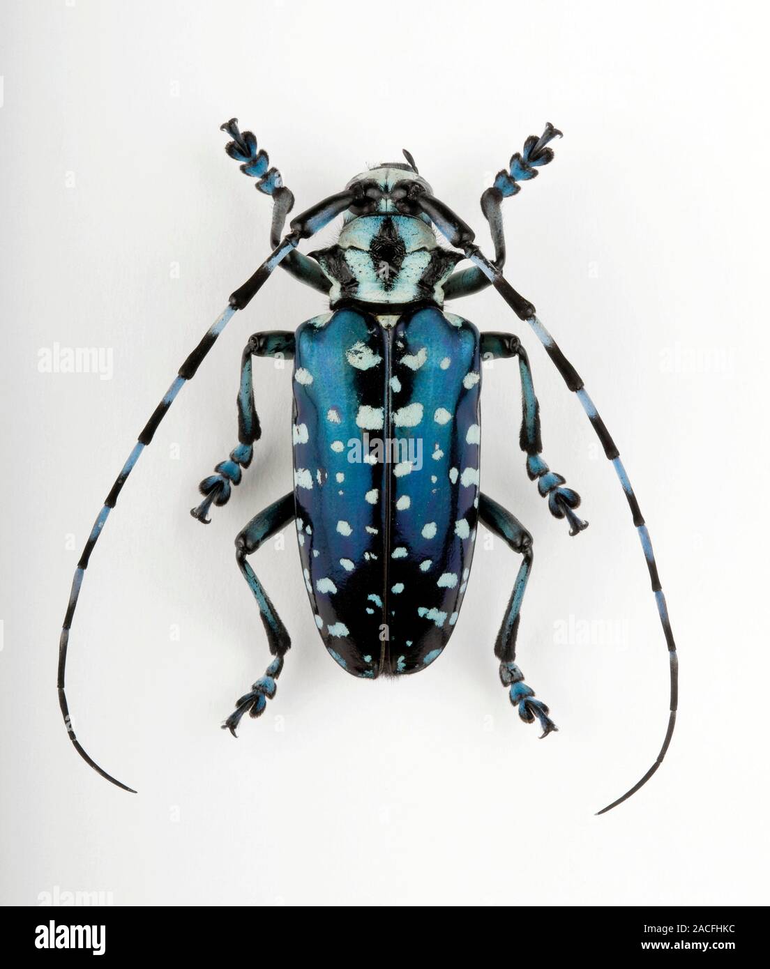 Male longhorn beetle (Calloplophora solii). This beetle is native to ...