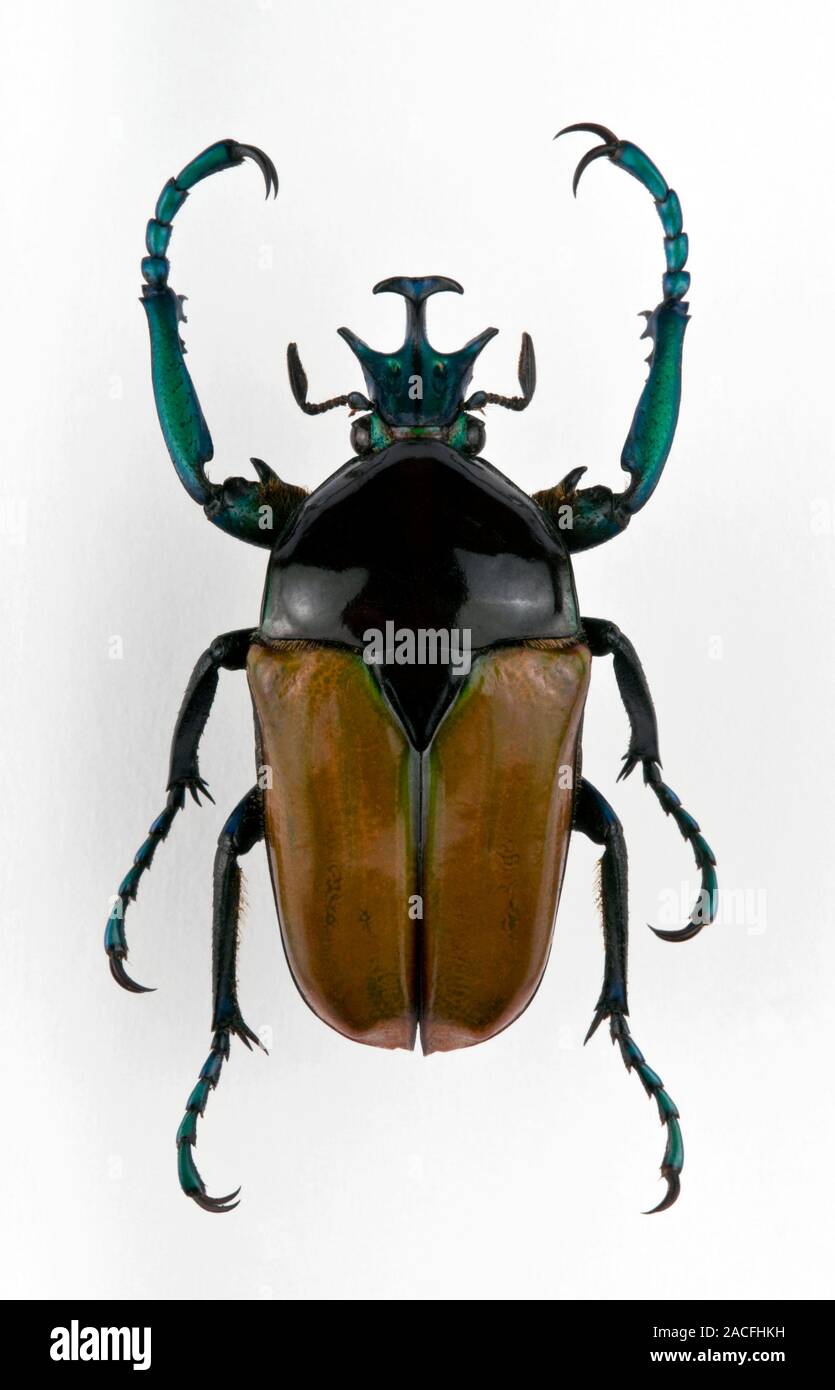 Male flower beetle (Neptunides polychromus). This beetle is native to ...