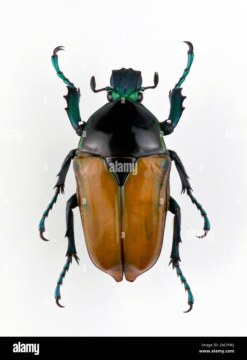 Female flower beetle (Neptunides polychromus). This beetle is native to ...
