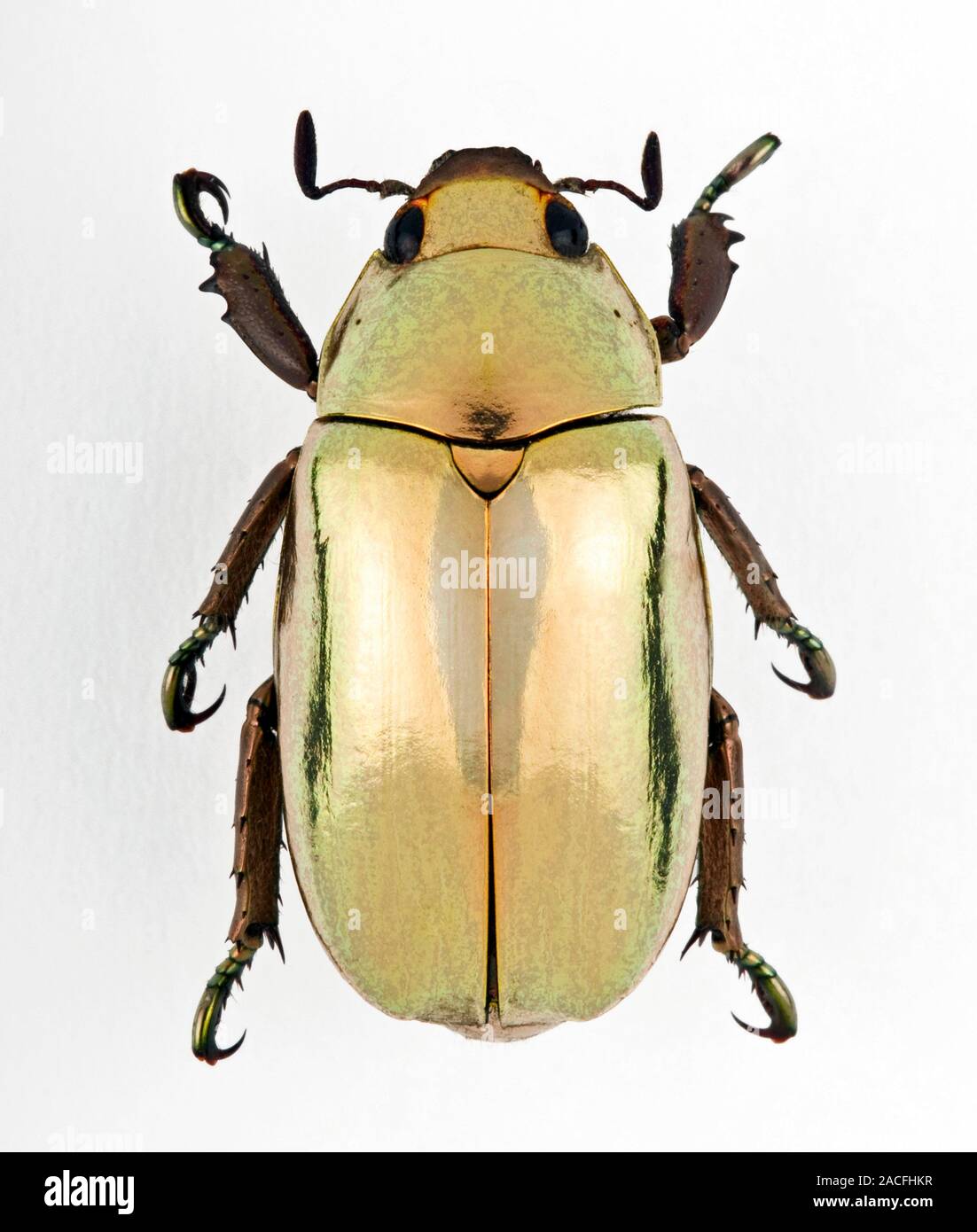 Scarab beetle (Anoplognathus aureus). This beetle is native to ...