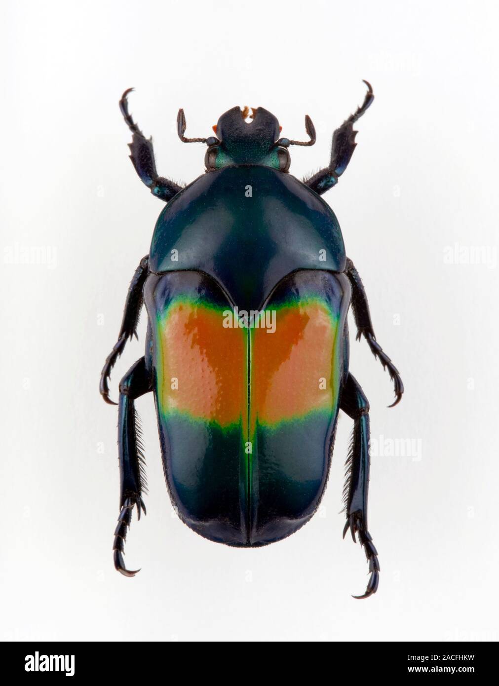 Flower beetle (Ischiopsopha jamesi). This beetle is native to New ...