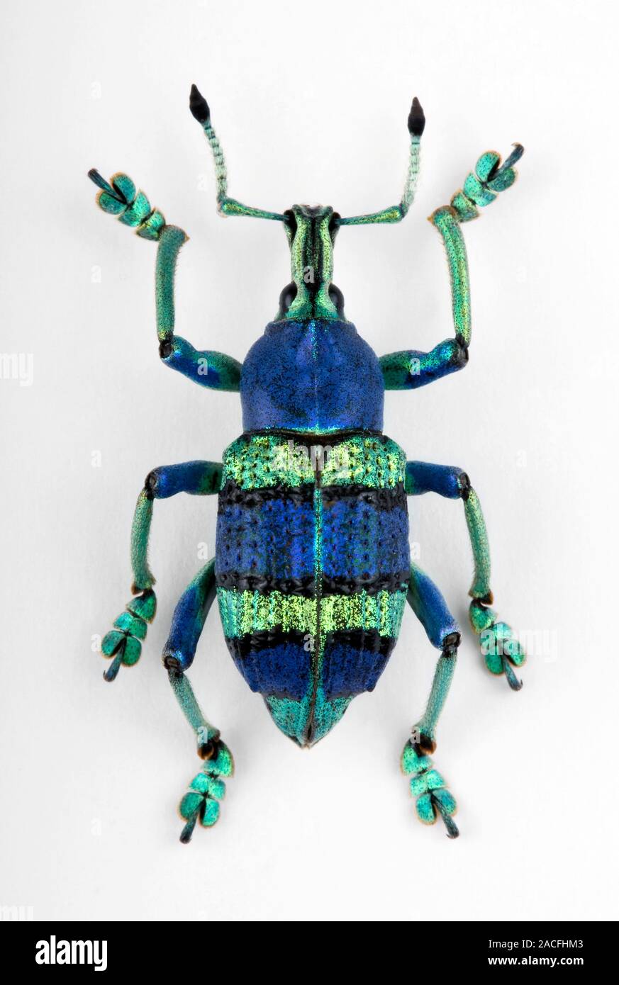 Weevil (Eupholus schoenherri schoenherri). This weevil, a type of ...