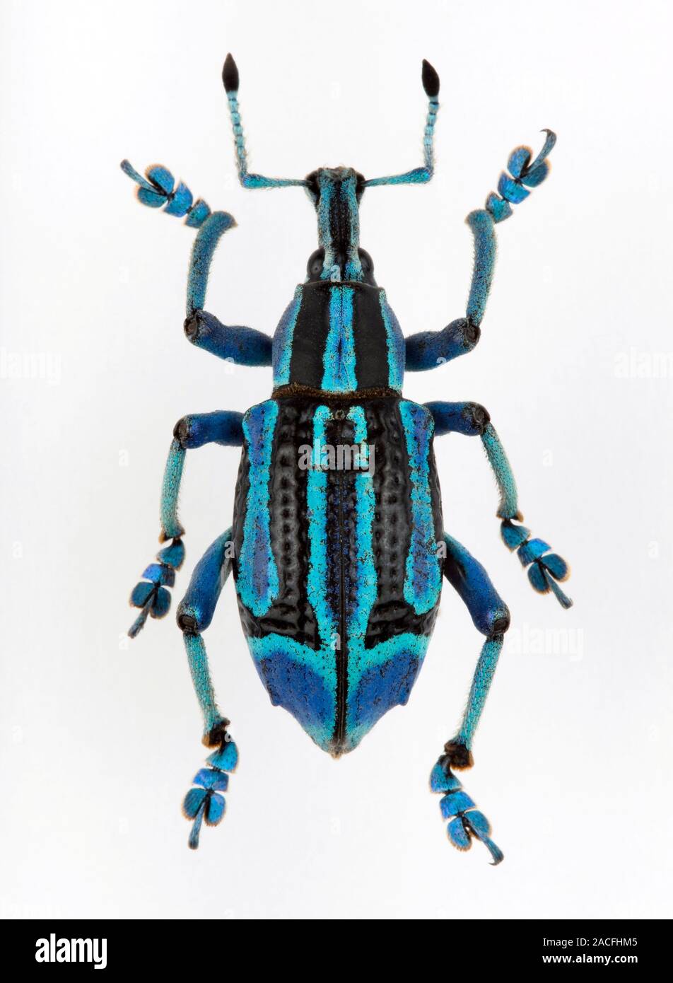 Weevil (Eupholus benetti). This weevil, a type of beetle, is native to ...