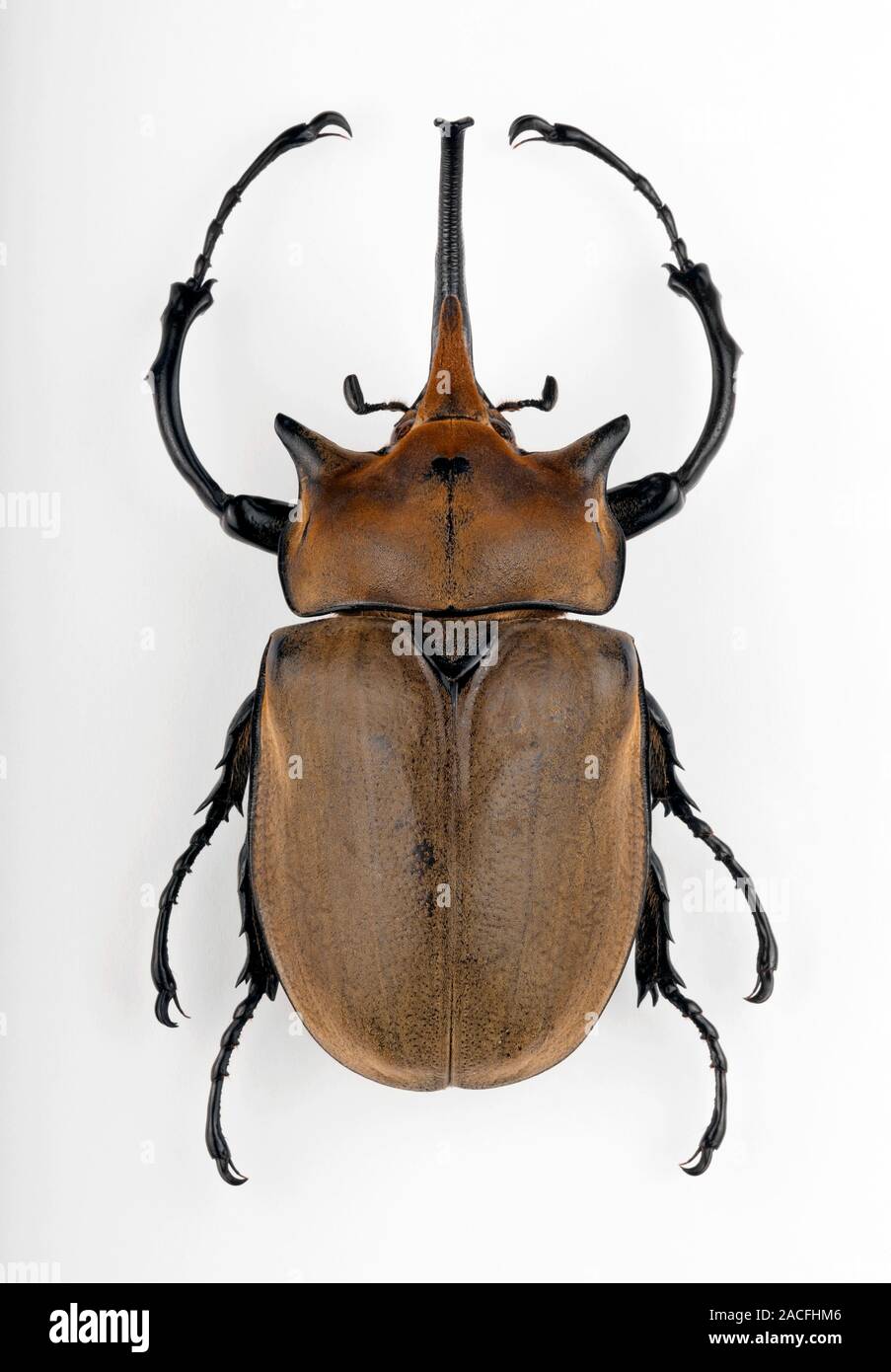 Male scarab beetle (Megasoma elephas). This beetle is native to Mexico ...