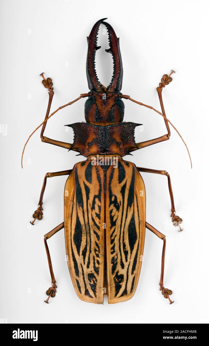 Male longhorn beetle (Macrodontia cervicornis). This beetle is native ...