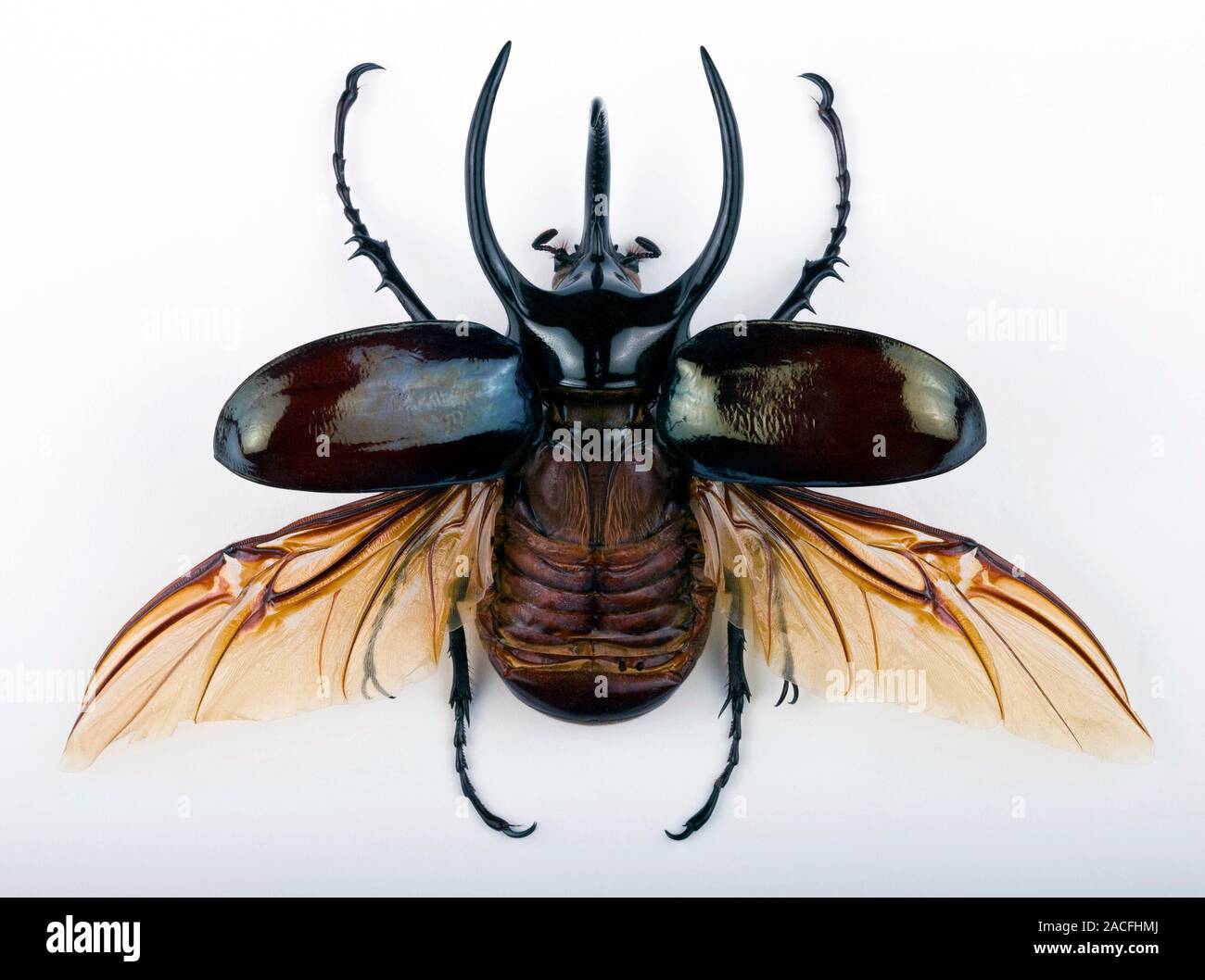 Male Atlas beetle (Chalcosoma atlas). The wings are shown in the open ...