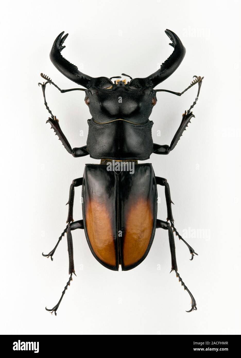 Male stag beetle (Hexarthrius deyrollei). This beetle is native to ...