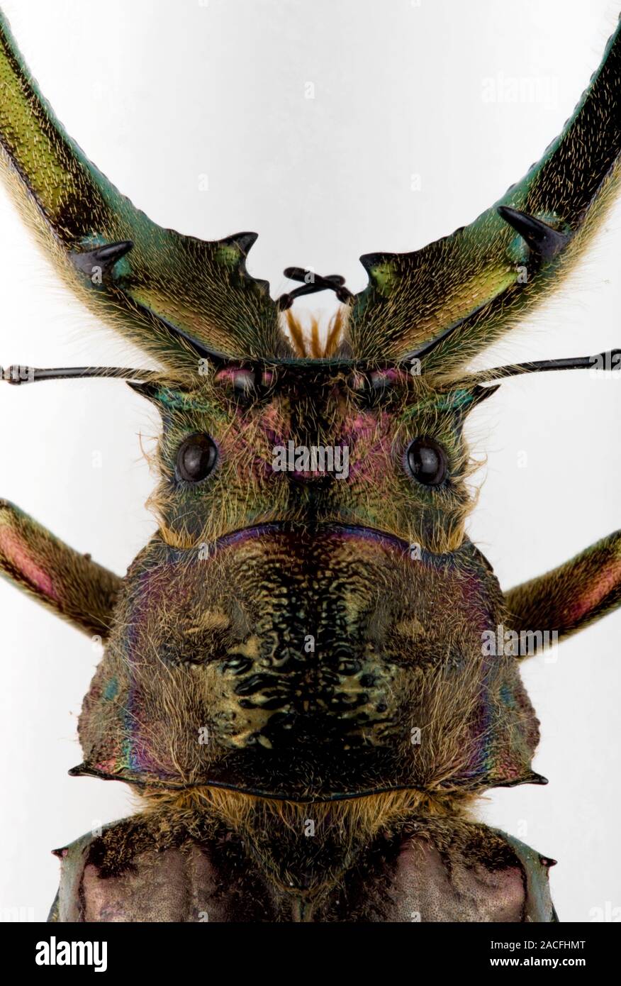 Head of a male stag beetle (Sphaenognathus feisthameli). This beetle is ...