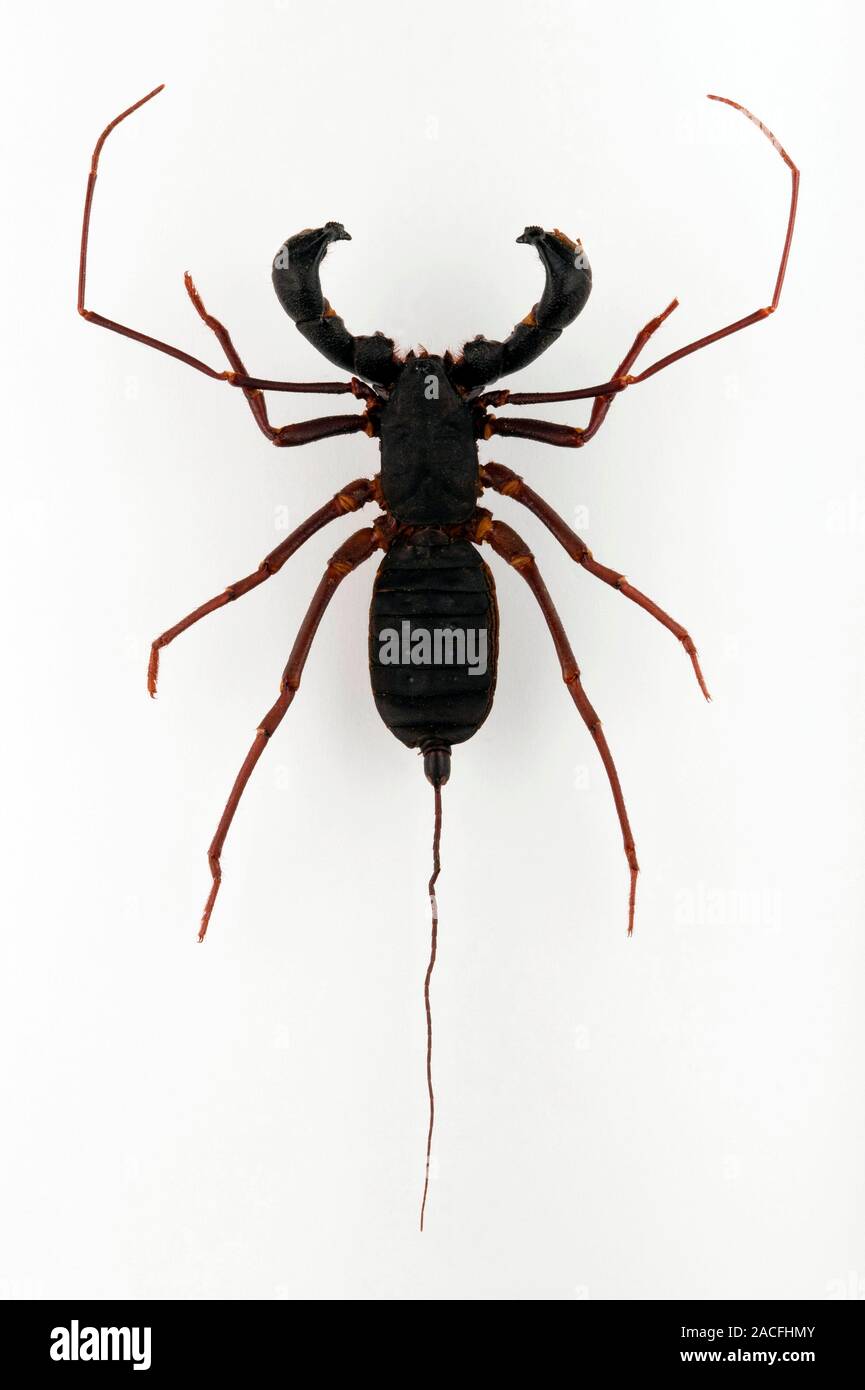 Whip scorpion (order Thelyphonida). The mounted specimen shown here is ...